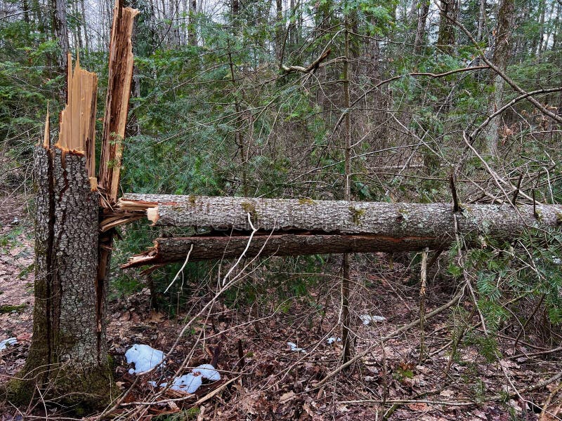 Splintered Pine Tree from Wind Damage Stock Photo - Image of damage ...