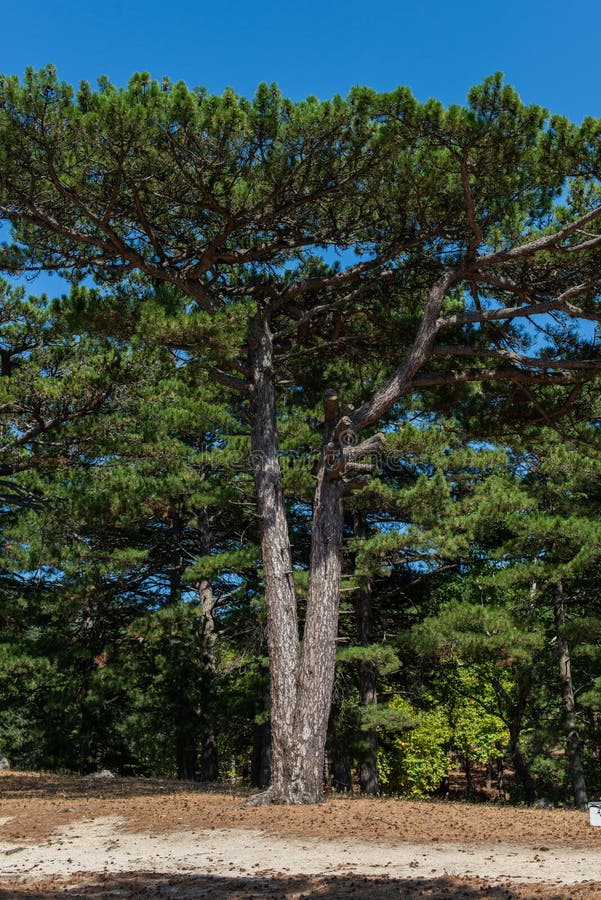 1,359 Split Wide Apar Stock Photos - Free & Royalty-Free Stock Photos ...