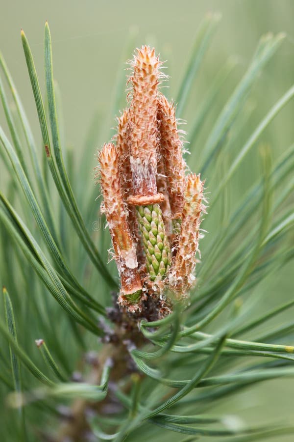 Pine tree in spring stock image. Image of season, spring - 40162631