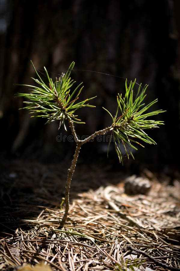 Pine tree sprout stock photo. Image of tree, shining - 19072326