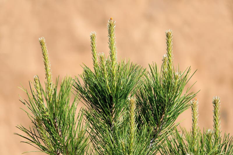 Chinese Red Pine stock image. Image of plant, tender - 183248243