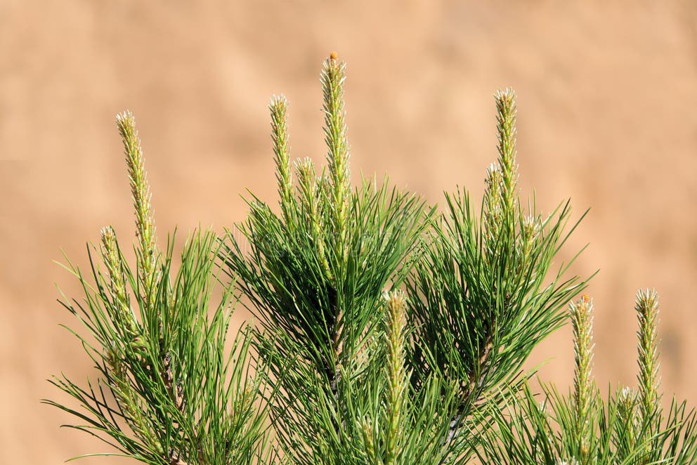 Chinese Red Pine stock image. Image of buds, chinese - 183721803