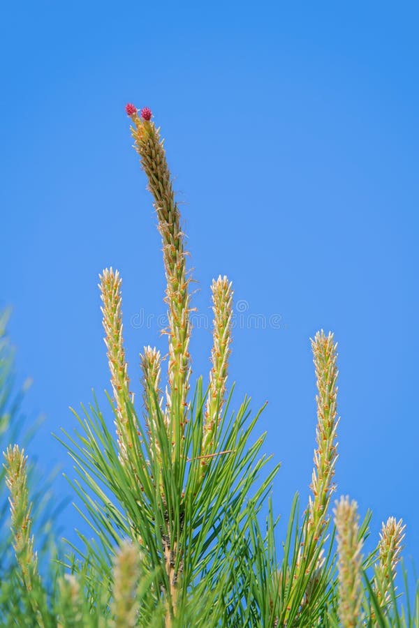 Chinese Red Pine stock image. Image of tree, sprouting - 183722109
