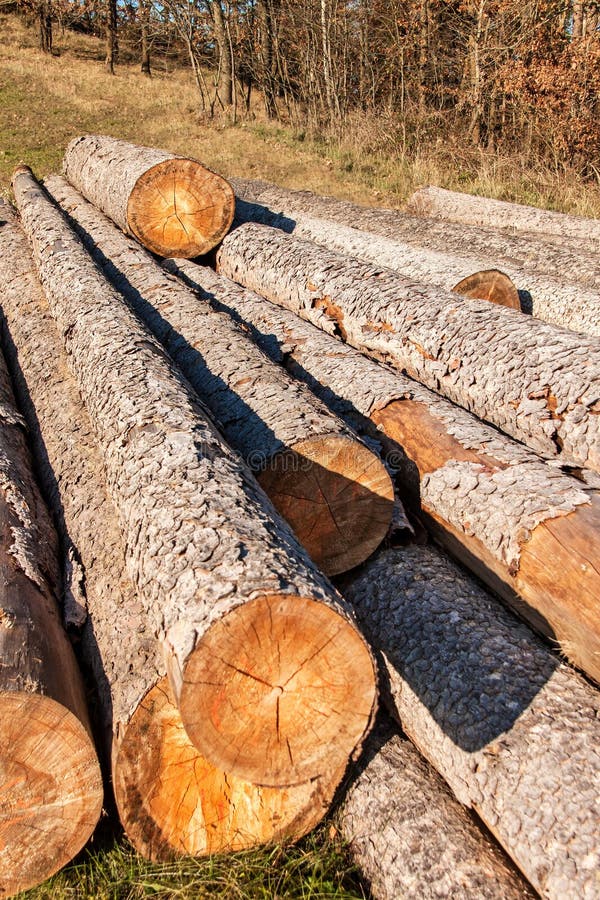 Pine Tree and Spruce. a Pile of Logs in a Meadow at a Forest. Bark ...