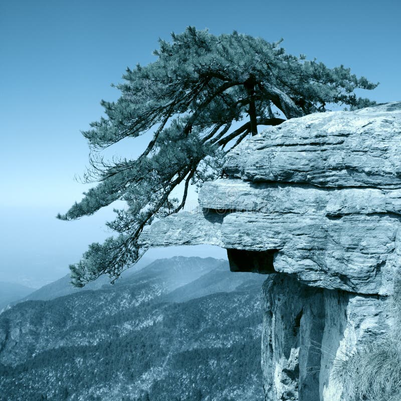 Pine Tree Stand Towering on the Cliff Stock Photo - Image of huge ...