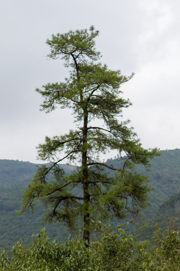 Pine Tree standing alone stock photo. Image of forest - 189545744