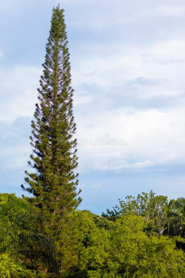Pine Tree Standing Out in the Landscape Stock Photo - Image of field ...