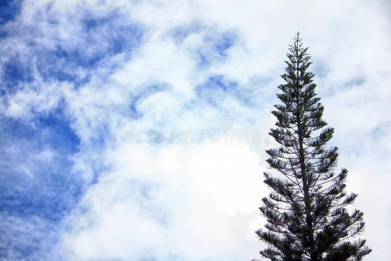 Pine Tree Standing into the Sky Stock Image - Image of outdoor ...