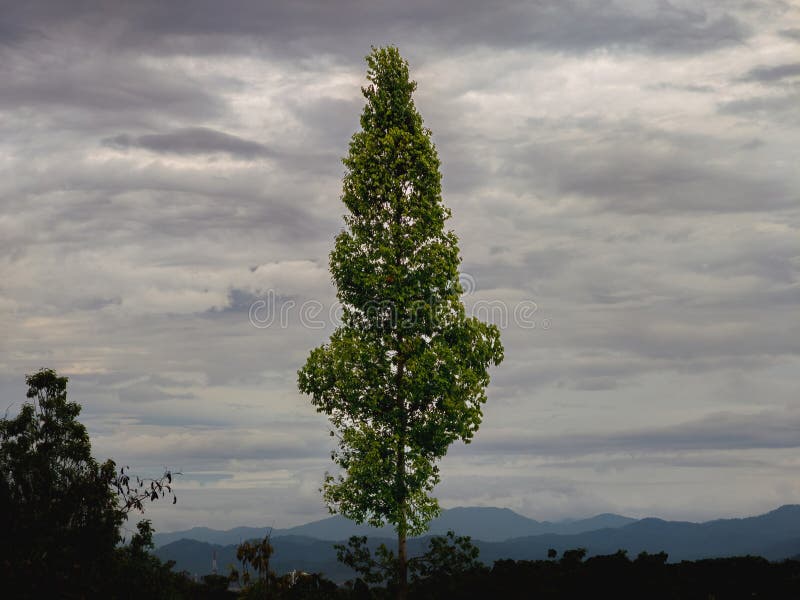 Pine Tree Standing Tall on the Hill Near the Mountains Stock Photo ...