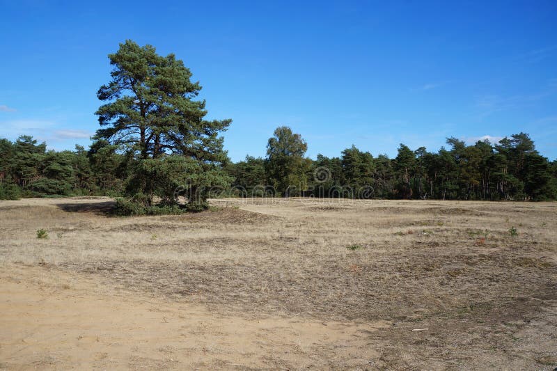 The Pine Stands Alone in the Clearing of the Wood Stock Image - Image ...