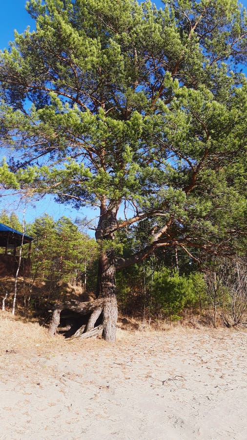 Pine Tree Stands Tall in a Sunlit Forest Clearing Surrounded by Dry ...