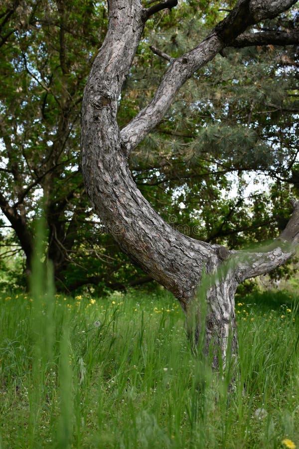 Pine Tree Stands in the Woods among Spring Meadow. Stock Image - Image ...