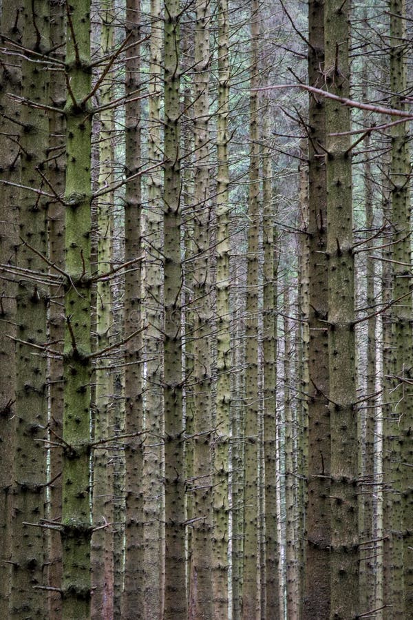 Pine tree stems stock image. Image of outdoors, pine - 34728755