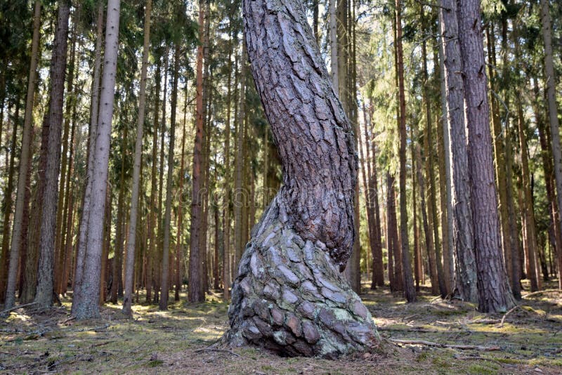 A Pine Tree of a Strange Shape Stock Image - Image of green, foreground ...