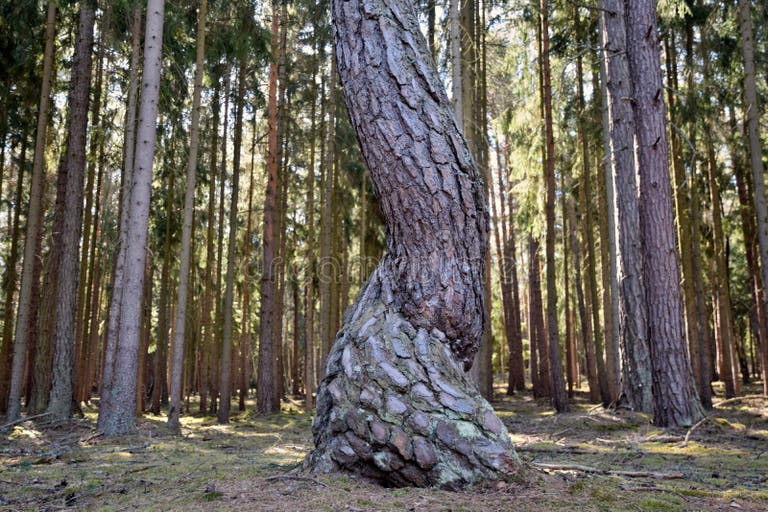 A Pine Tree of a Strange Shape Stock Image - Image of green, foreground ...