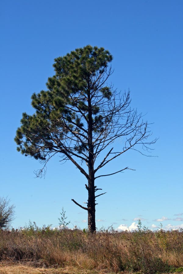 PINE TREE with STRIPPED SIDE Stock Photo - Image of grass, beauty ...