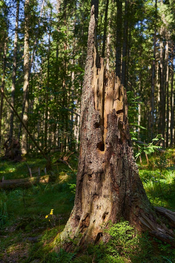 Pine Tree Stump in the Forest Stock Image - Image of brown, wood: 337279459