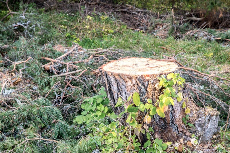 Pine tree stump stock photo. Image of timber, pinaceae - 341897488