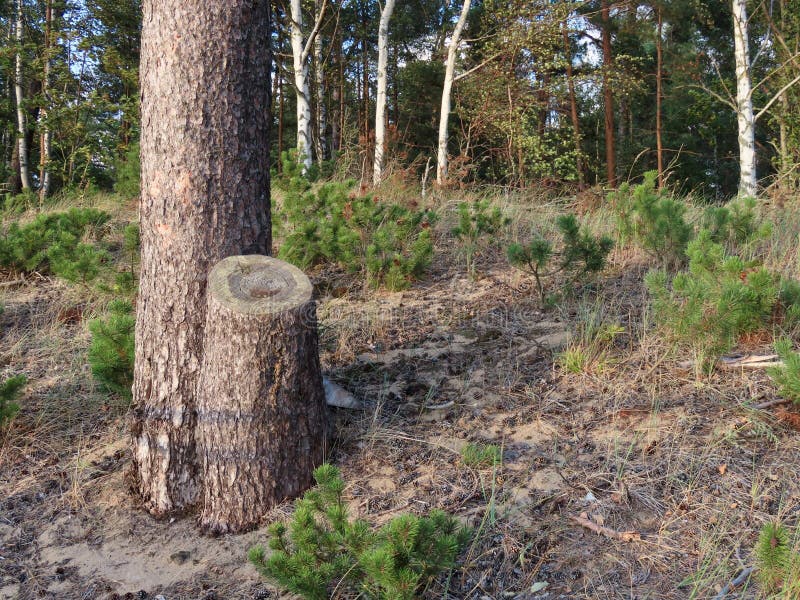 Pine Stump, Result Of Tree Felling. Total Deforestation, Cut Forest ...