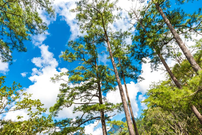 Pine Tree on Sub Alpine Mountain Forest Stock Photo - Image of autumn ...