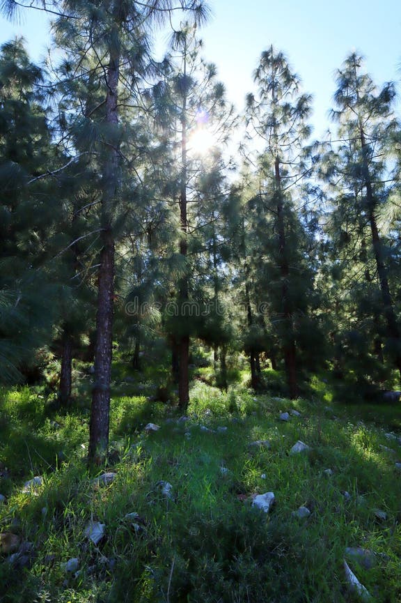 Pine Tree in the Sun Backlight Landscape. Stock Image - Image of meadow ...