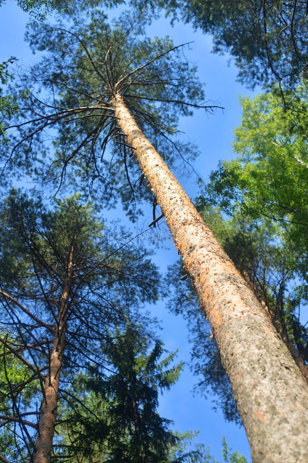 Pine tree on a sunny day stock image. Image of rural - 191529621