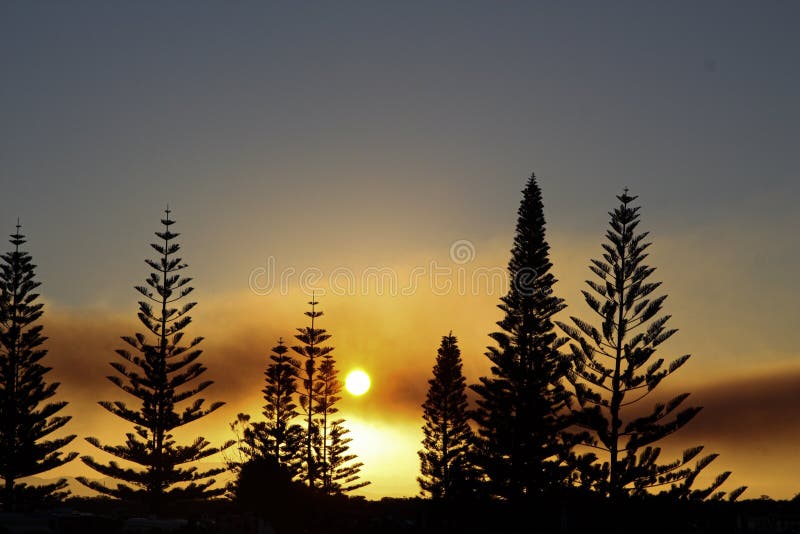 Pine tree sunset stock photo. Image of pine, nature - 155706666