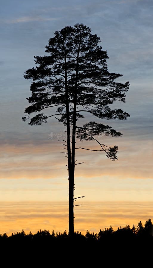 Pine tree in sunset stock image. Image of tree, forest - 17759167