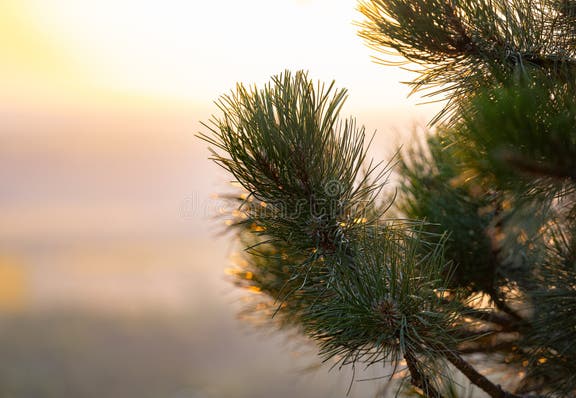 Pine Tree at Sunset Closeup Stock Photo - Image of sunlight, outdoor ...