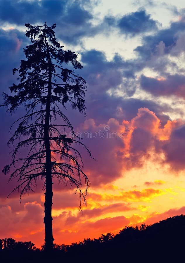 Pine Tree Over Colorful Sky Stock Photo - Image of abstract, bright ...