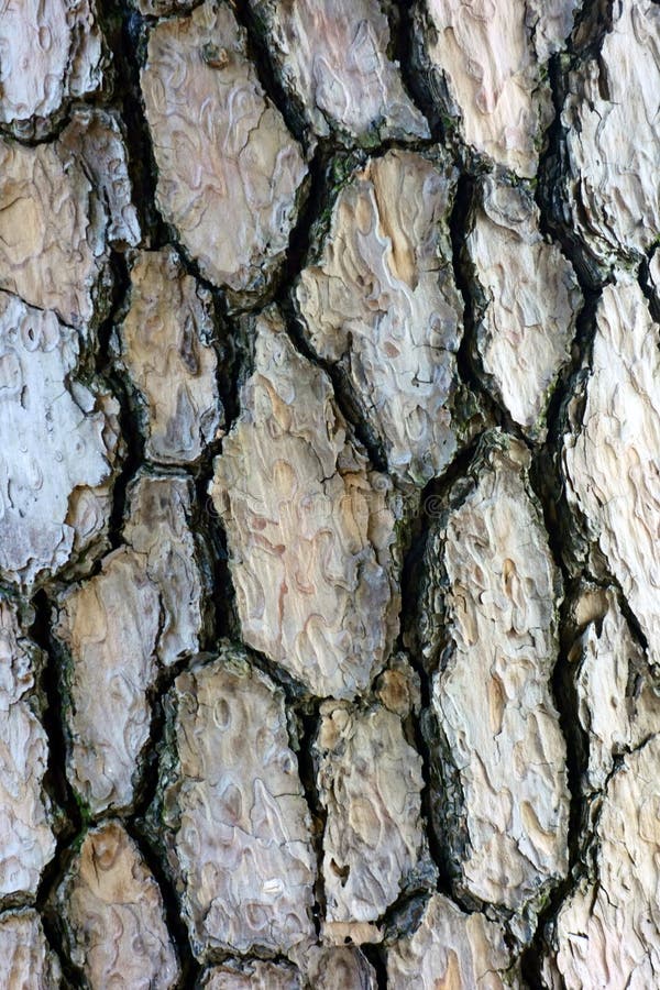 Pine tree surface up stock photo. Image of nature, wood - 163599428