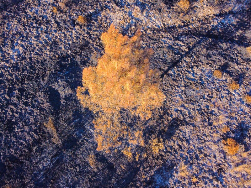 A Pine Tree Surviving a Forest Fire, Aerial View by Drone Stock Image ...
