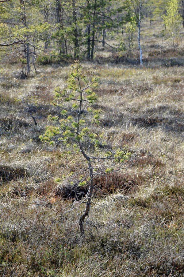 Pine tree in a swamp. stock image. Image of view, swamp - 81788815