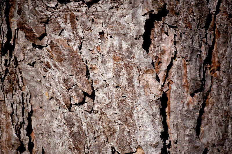 Pine tree texture stock photo. Image of close, line, decay - 15821638