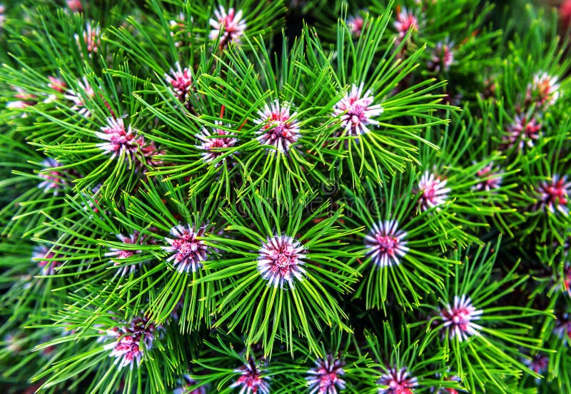 Pine tree texture stock image. Image of decoration, coniferous - 160346629