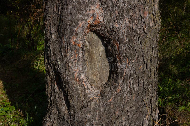 The Pine Tree, the Texture of Bark, Hollow. Close Up Stock Photo ...