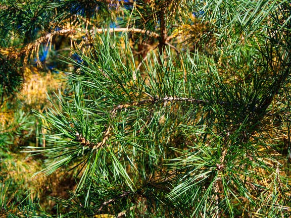Pine Tree Texture. Detailed Texture of Pine Needles, Emphasized by the ...