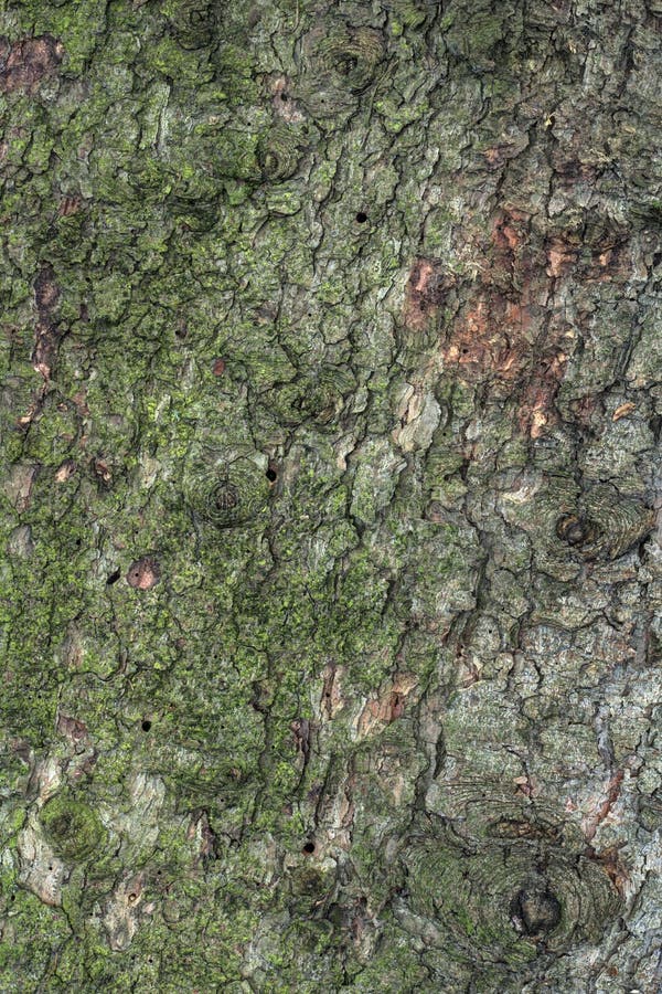 Pine Tree Texture stock image. Image of texture, detailed - 52235877