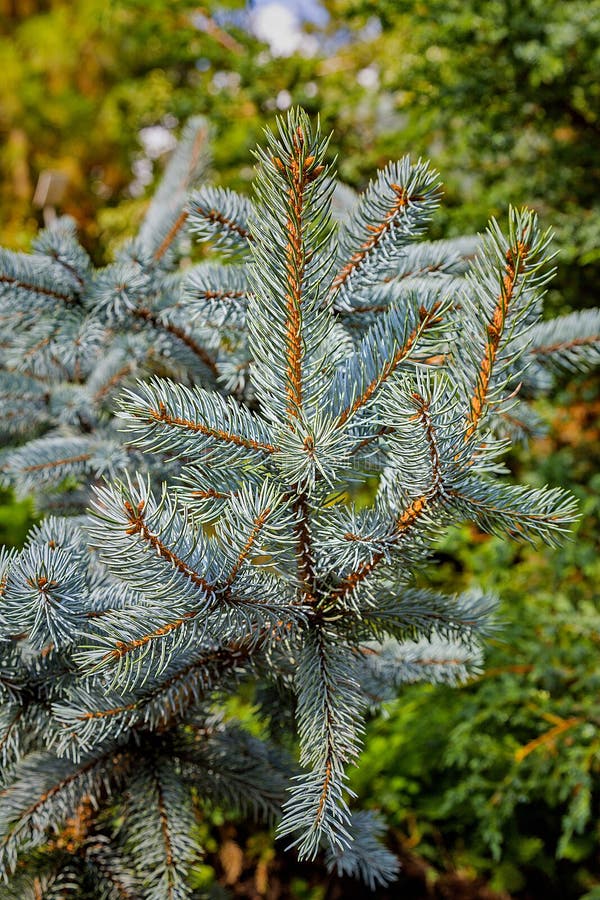 Pine tree texture stock image. Image of plant, pine - 100278187