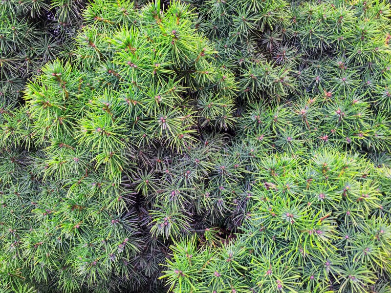 Pine tree texture stock photo. Image of background, macro - 96604416