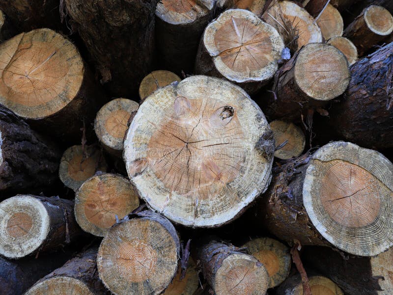 Tree Timber Texture stock image. Image of nature, wood - 84449357