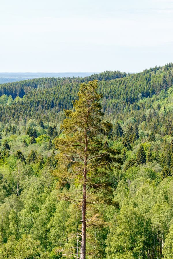 Pine tree top in woodlands stock photo. Image of greenery - 223810446