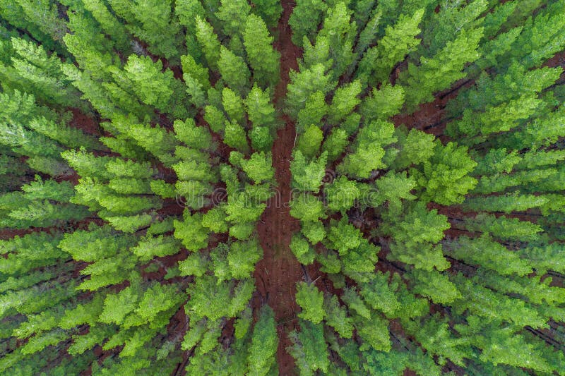 Pine Tree Tops - Aerial View. Stock Image - Image of macedon, beautiful ...