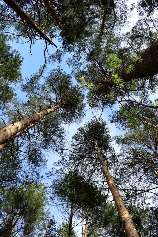 Pine Tree Tops Against the Blue Sky Stock Image - Image of vertical ...