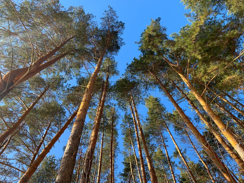 Pine tree tops stock image. Image of bright, wood, trees - 245140267