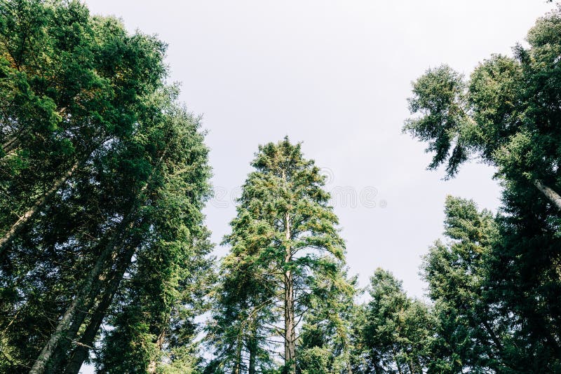 Pine Tree Tops in the Mountain Forest Stock Image - Image of jungle ...