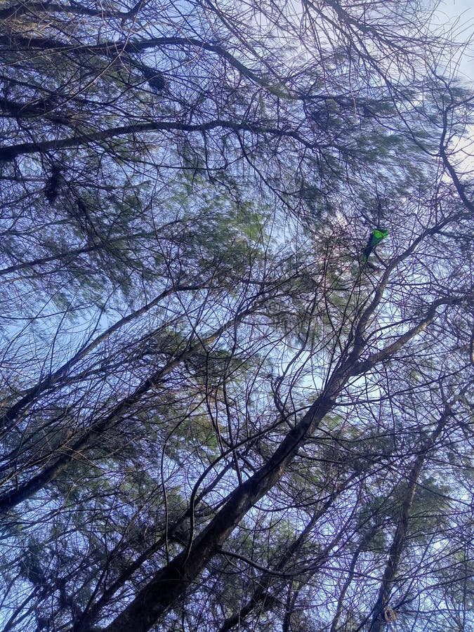 Pine Tree Tops on One of the Beaches in Indonesia Stock Photo - Image ...