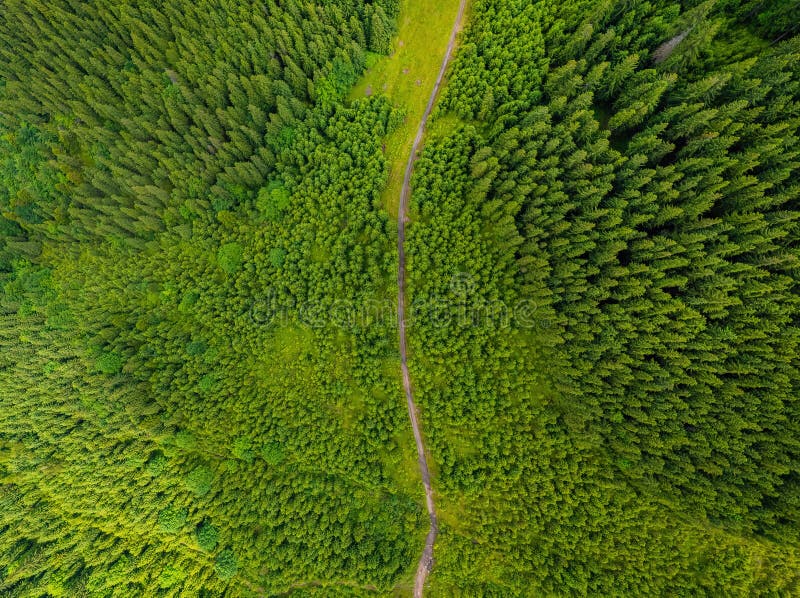 Pine Tree Tops Seen from a Drone Stock Photo - Image of wood, tree ...