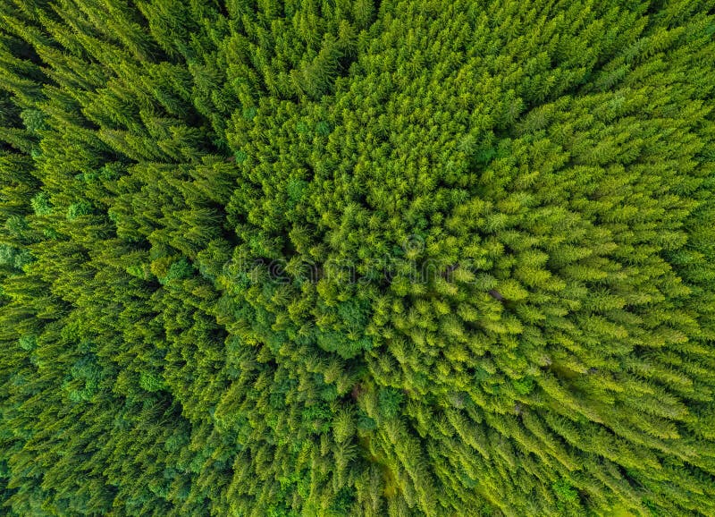 Pine Tree Tops Seen from a Drone Stock Photo - Image of mountain, tree ...