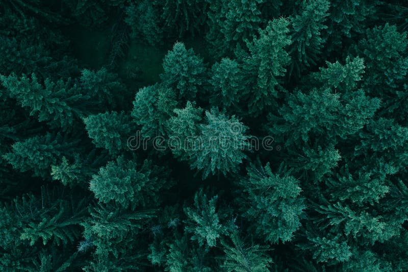Forest from above stock photo. Image of natural, scenery - 157716618